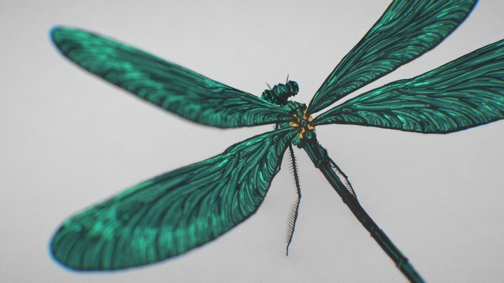 Dragonfly 3D models - Sketchfab