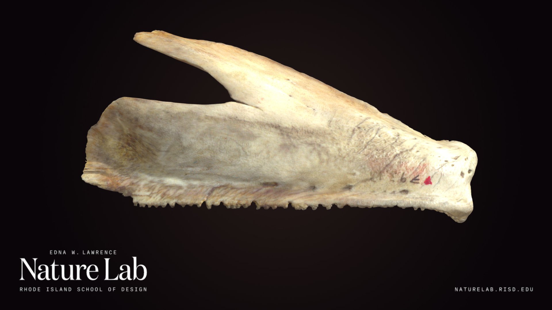 Partial Fish Jaw - Download Free 3D model by RISD Nature Lab ...