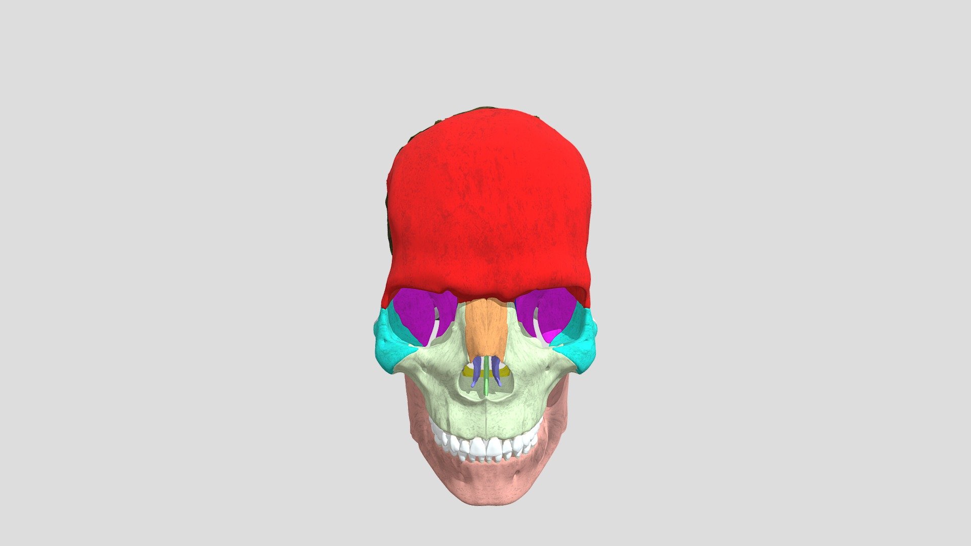 CRÁNEO - 3D model by Anatomía III_DM (@Anatomia_III) [30a77dc] - Sketchfab
