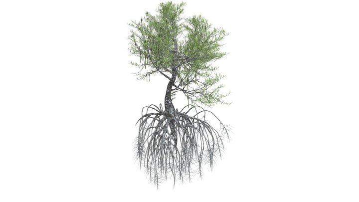 Mangrove 3D models - Sketchfab