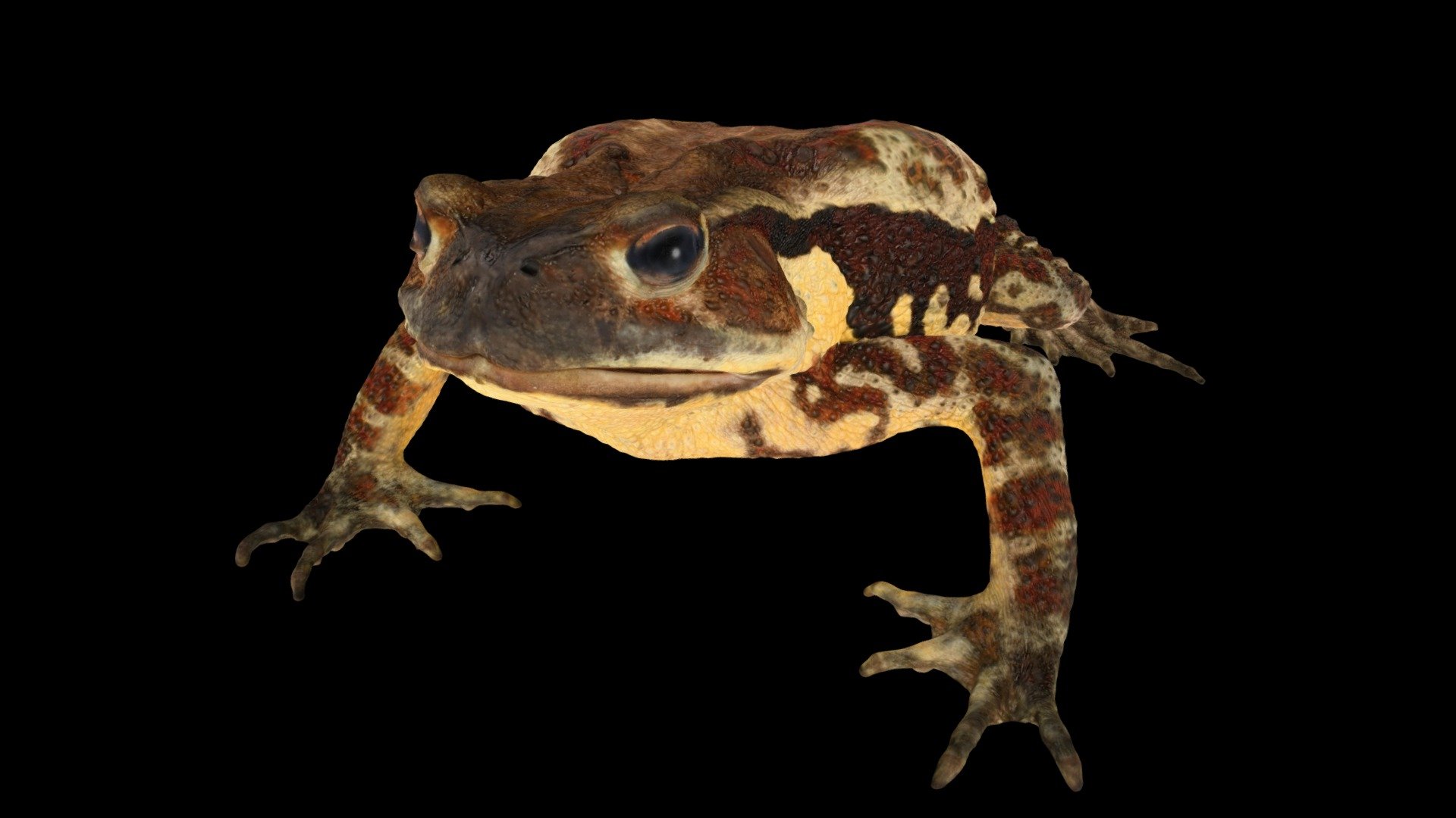 CC0 ニホンヒキガエル 🐸 ♀ Japanese Toad - Download Free 3D model by ffish.asia ...