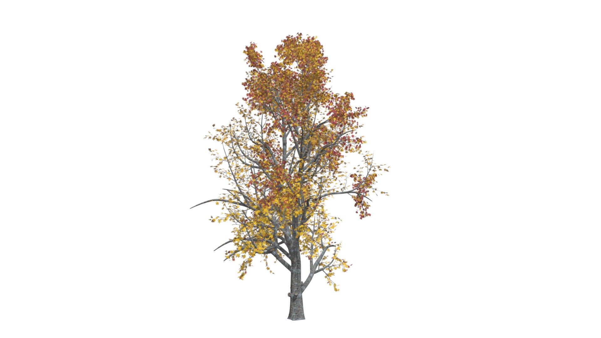 Mountain Maple Tree (Fall) #03 - Buy Royalty Free 3D model by meshshape ...