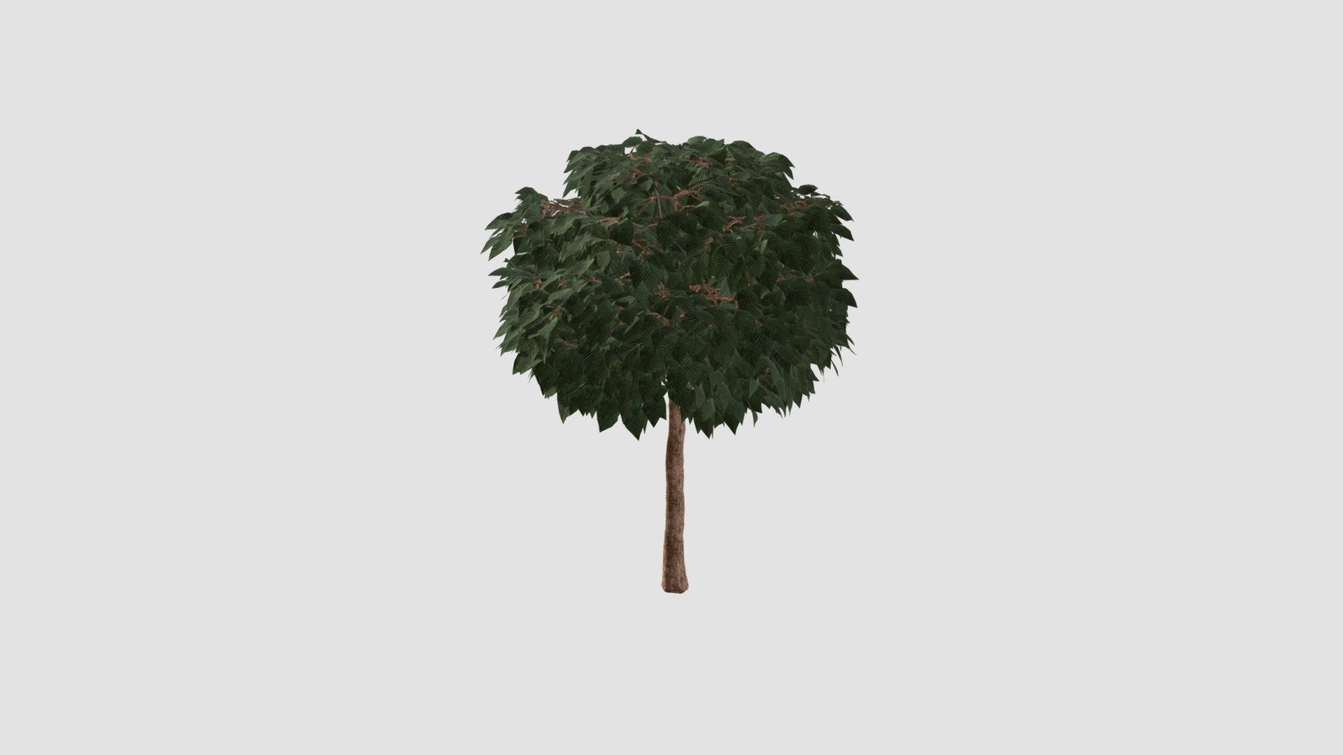 Plant for c4d - Buy Royalty Free 3D model by Evermotion [30ac013 ...