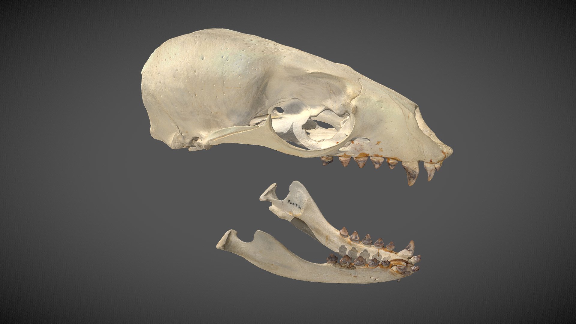 Crâne d'otarie de Californie - Download Free 3D model by Alienor.org, Conseil des musées ...