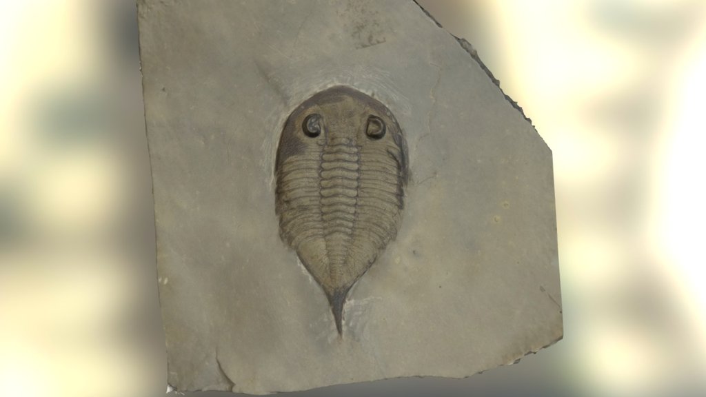 Trilobite 1 - 3D model by gburkett05 [30b7180] - Sketchfab