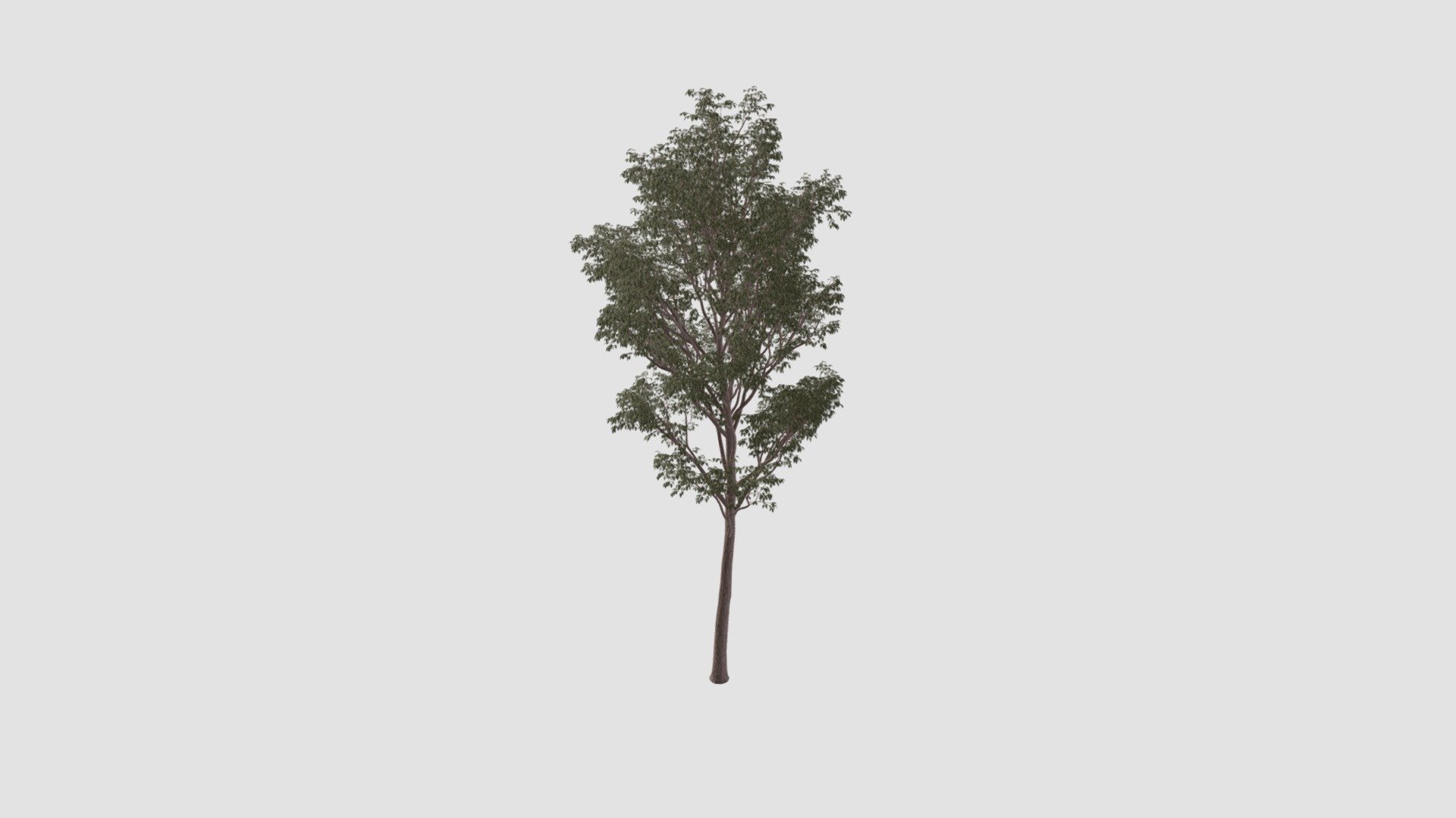 Tree - Buy Royalty Free 3D model by Evermotion [30ba0d4] - Sketchfab Store
