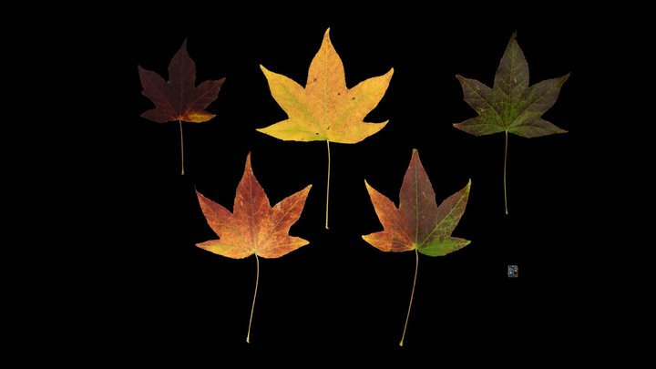 Leaf 3D models - Sketchfab