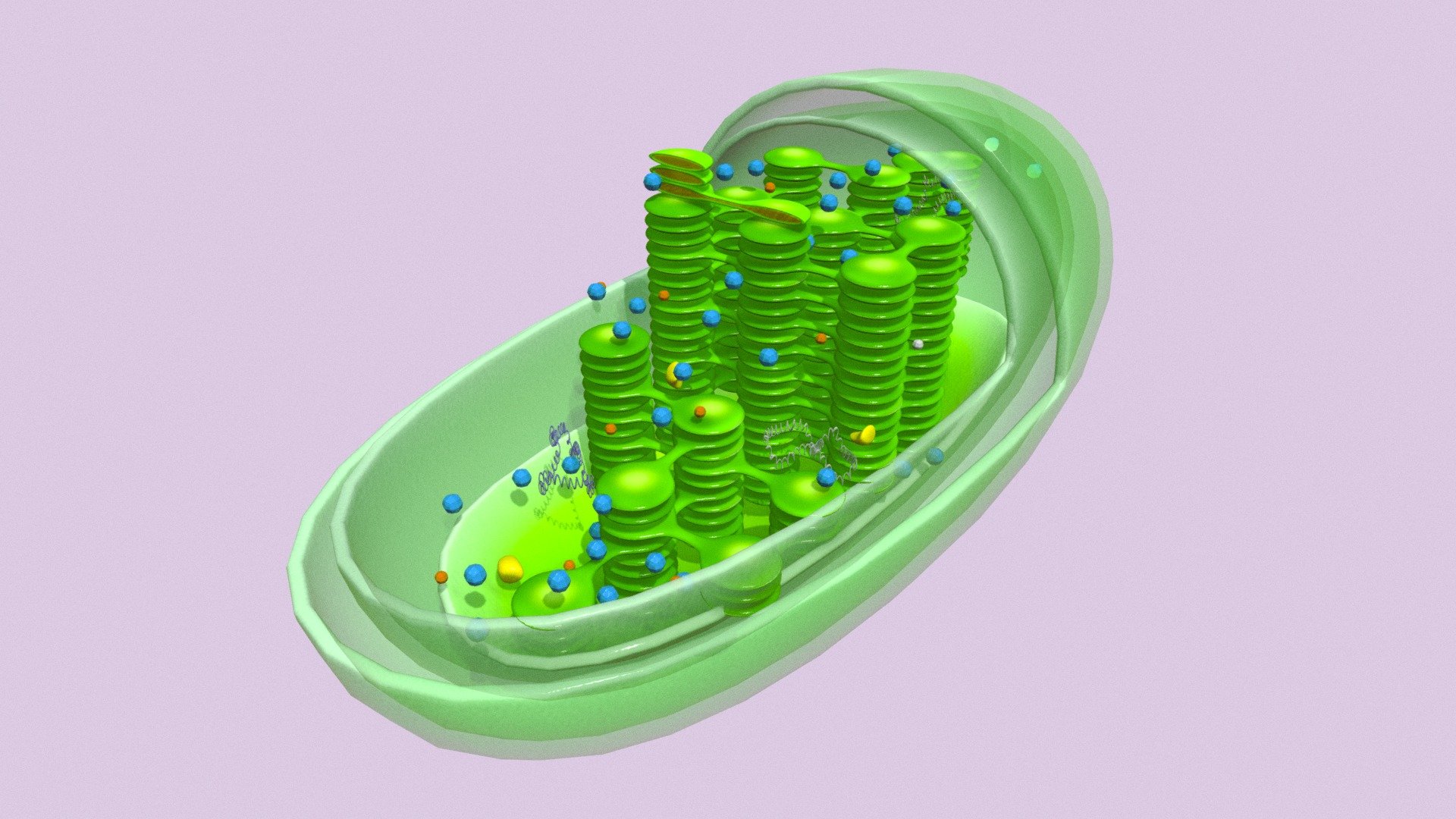 Chloroplast - Download Free 3D model by arloopa [30bc55b] - Sketchfab