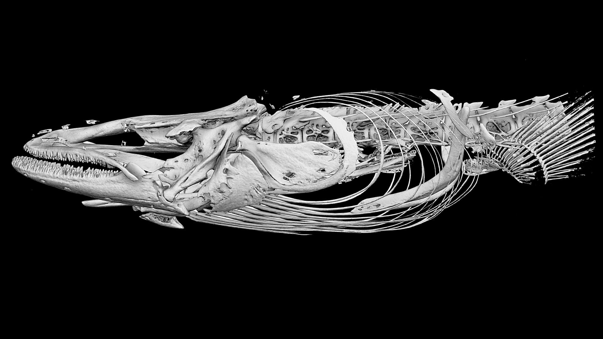 4 Japanese Eel Head / “Unagi” - 3D model by 3D Imaging Room in NIG ...
