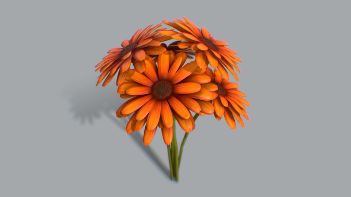 Gerbera 3D models - Sketchfab