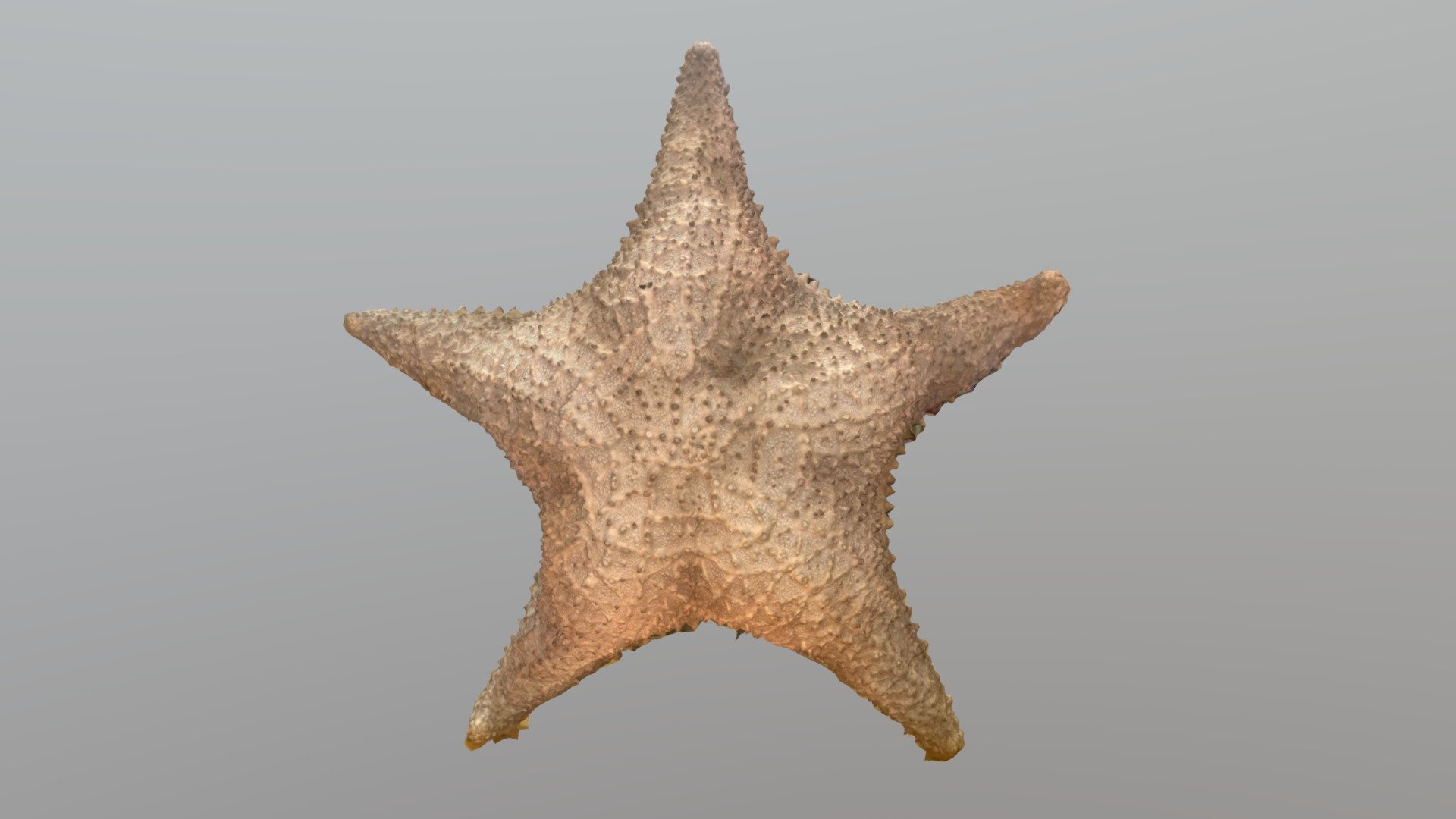 Oreaster reticulatus - Download Free 3D model by Tavernier Amaury ...