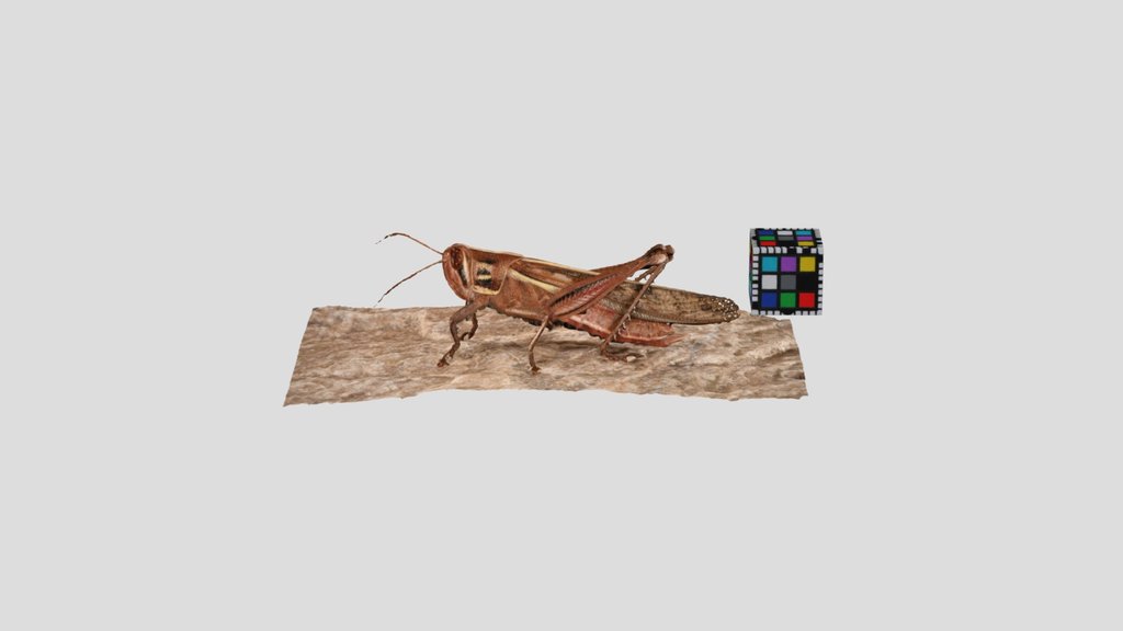 refs - insects and critters - A 3D model collection by Antoine Patel ...