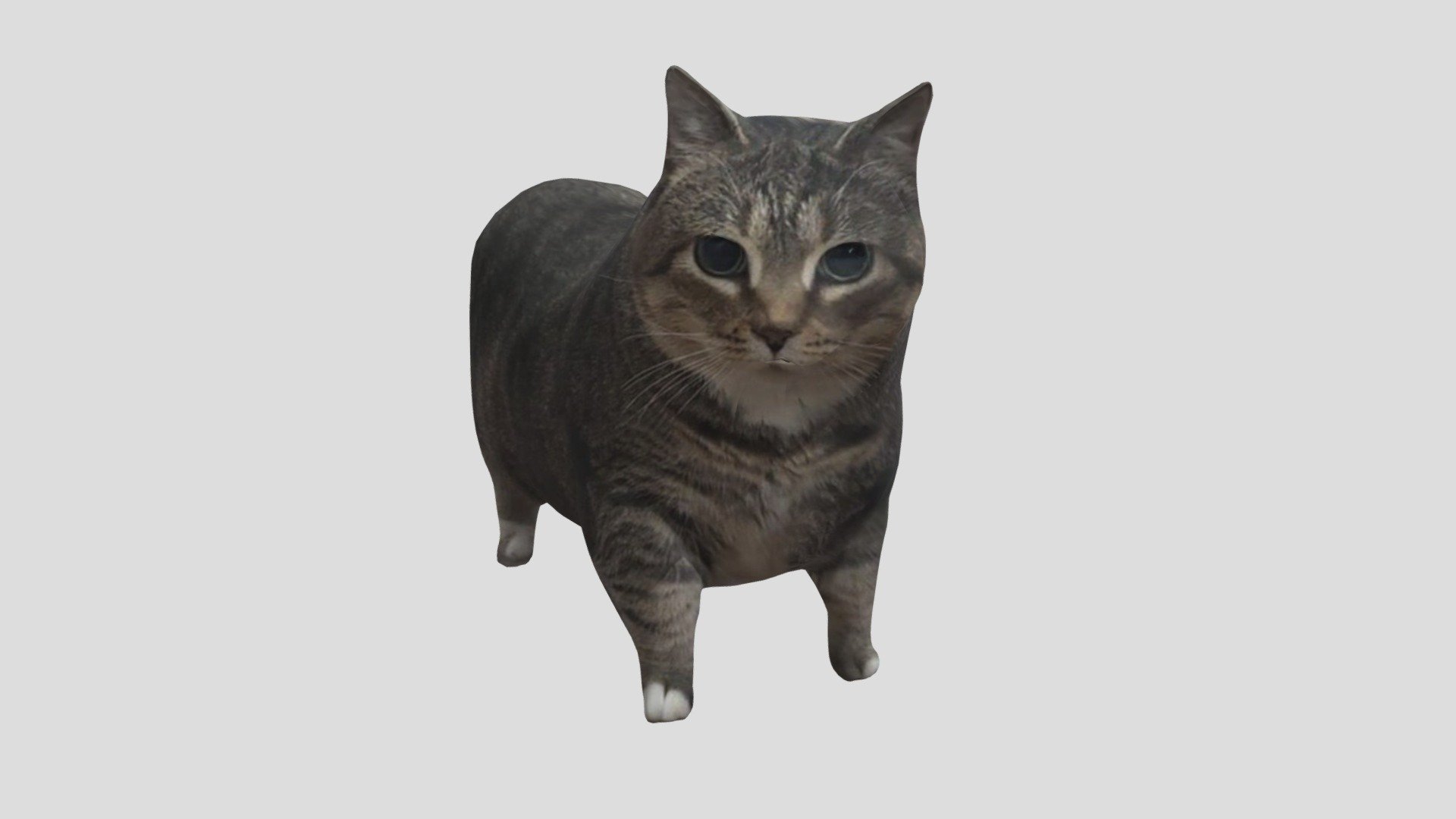 Oiiaioooooiai Cat - Download Free 3D model by Zhuier [30d27bf] - Sketchfab