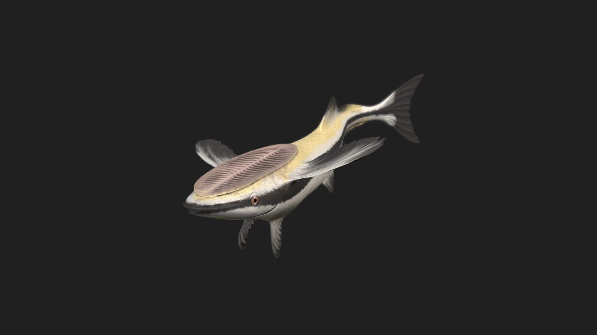 Remora - Download Free 3D model by Evan (@Evanz) [30d419e] - Sketchfab