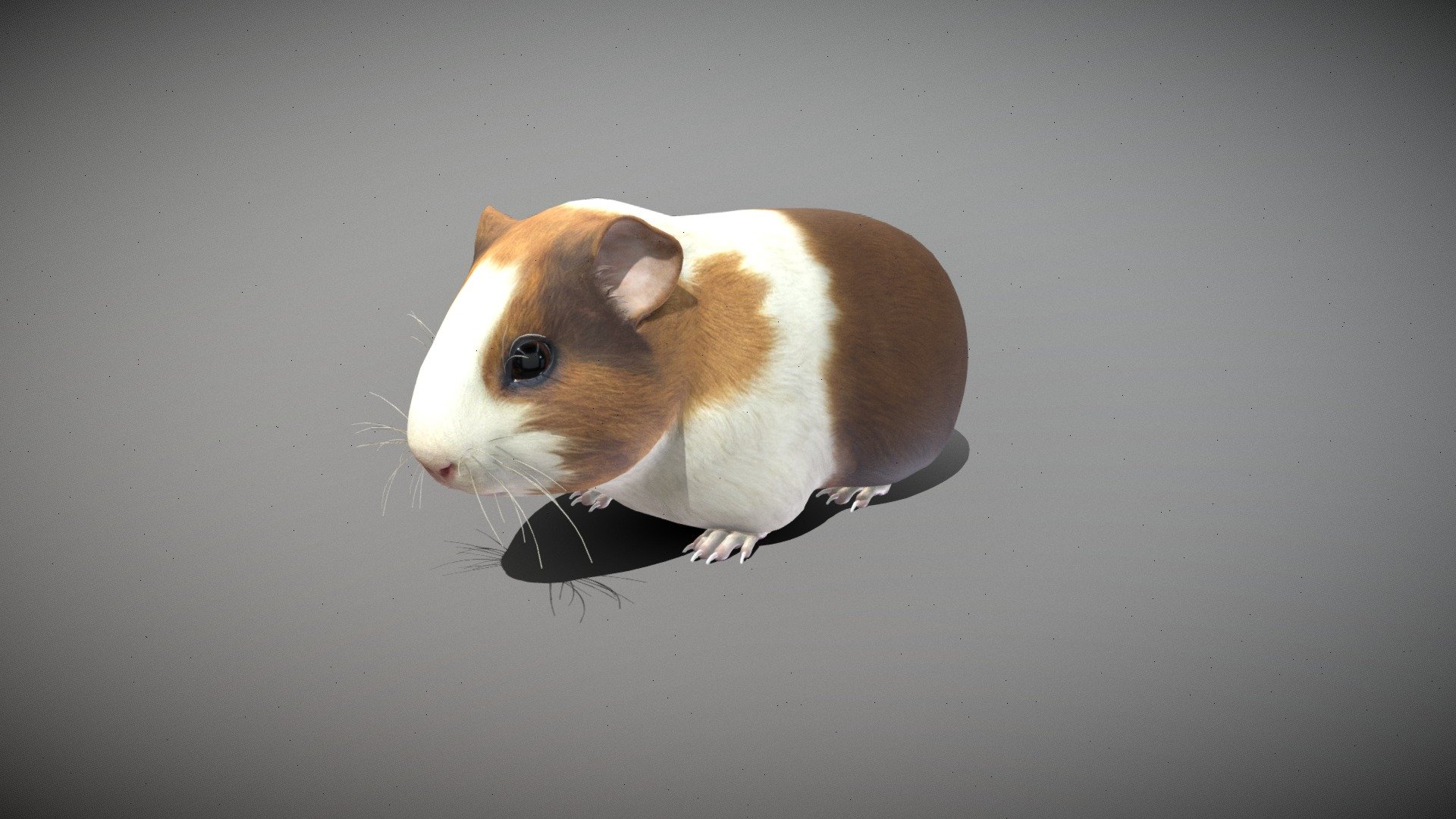 Cavia | Geanimeerd - 3D model by Stichting Consortium Beroepsonderwijs ...