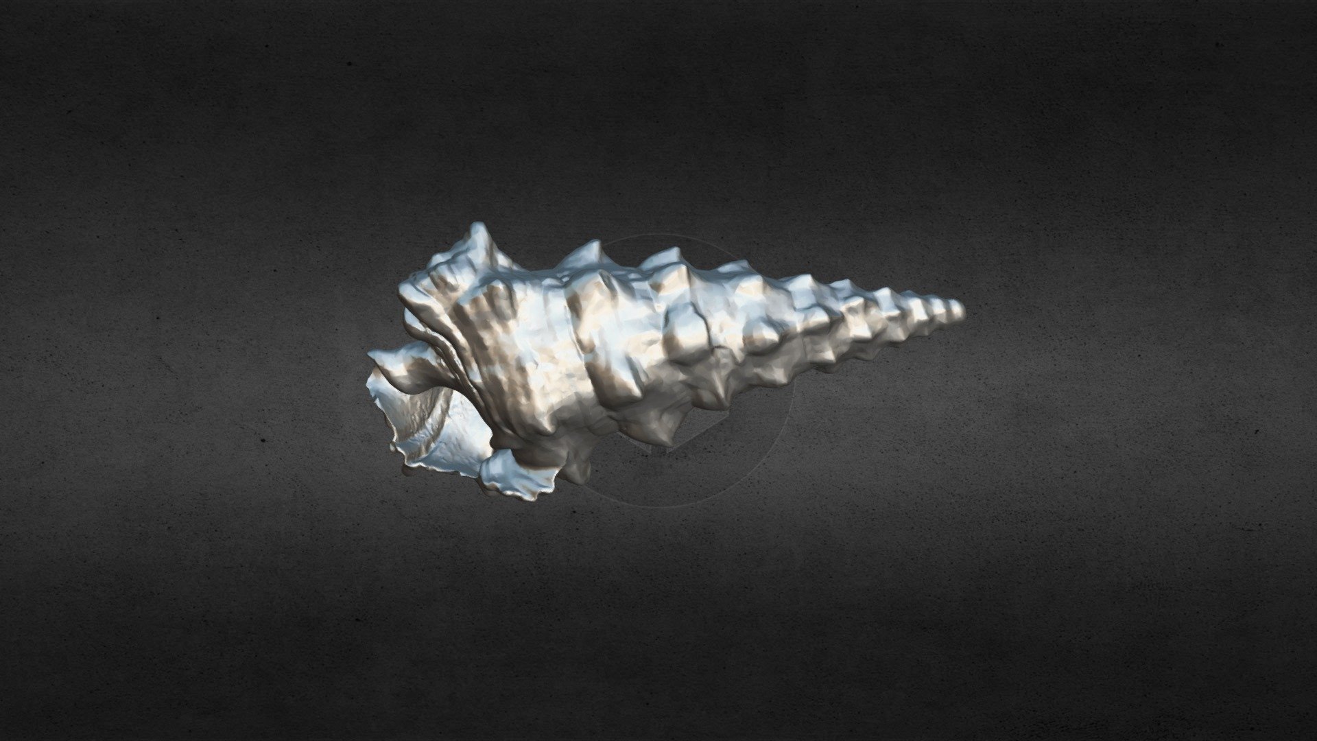 snail shell - 3D model by 3DScan4You.de (@3dscan4you) [30de26e] - Sketchfab