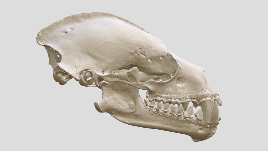 Chiroptera - Bat - Skulls - A 3D model collection by Biodiversity ...