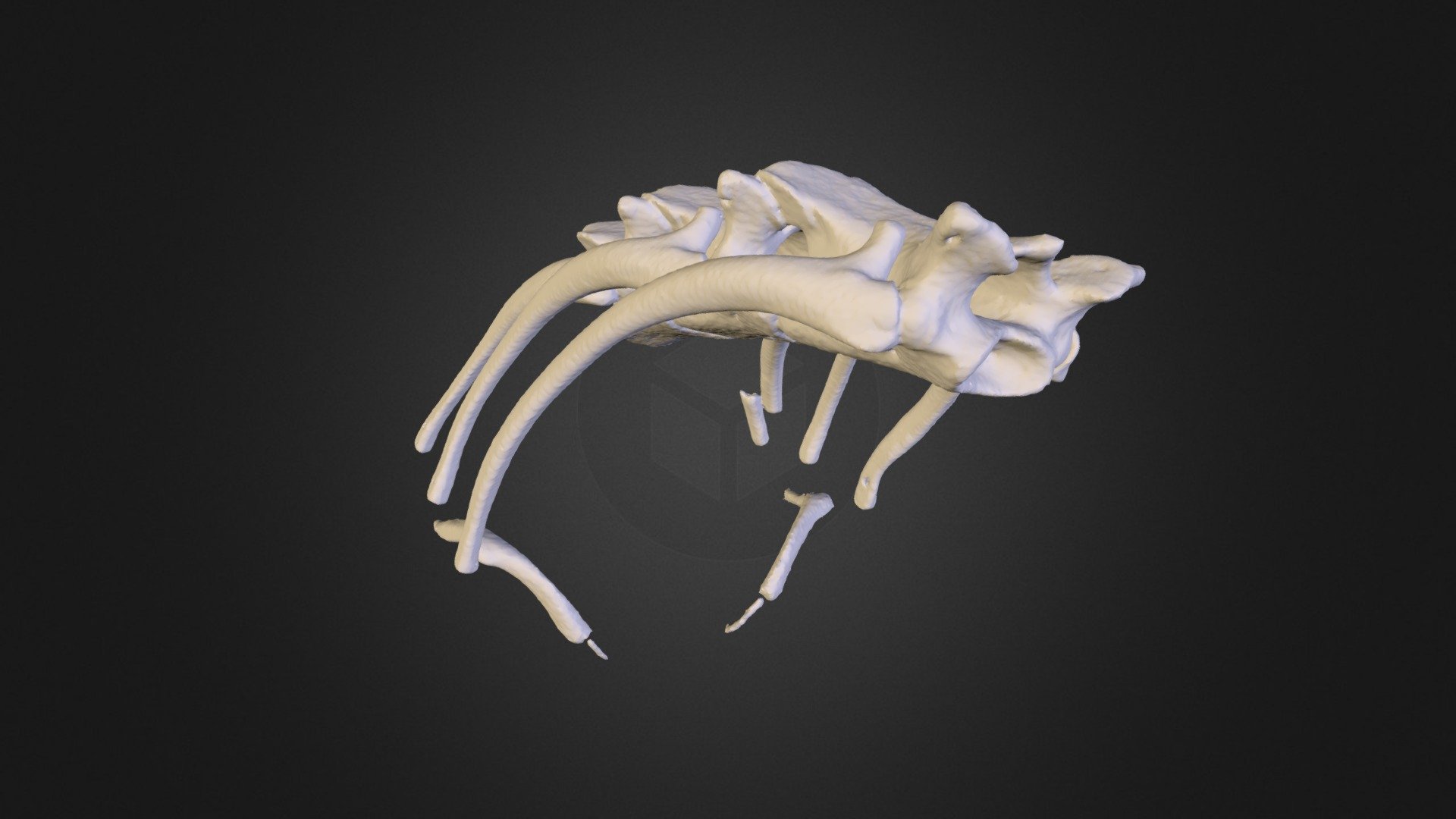 UMZC R.19260 Amphisbaena fuliginosa pelvis - 3D model by Museum of ...