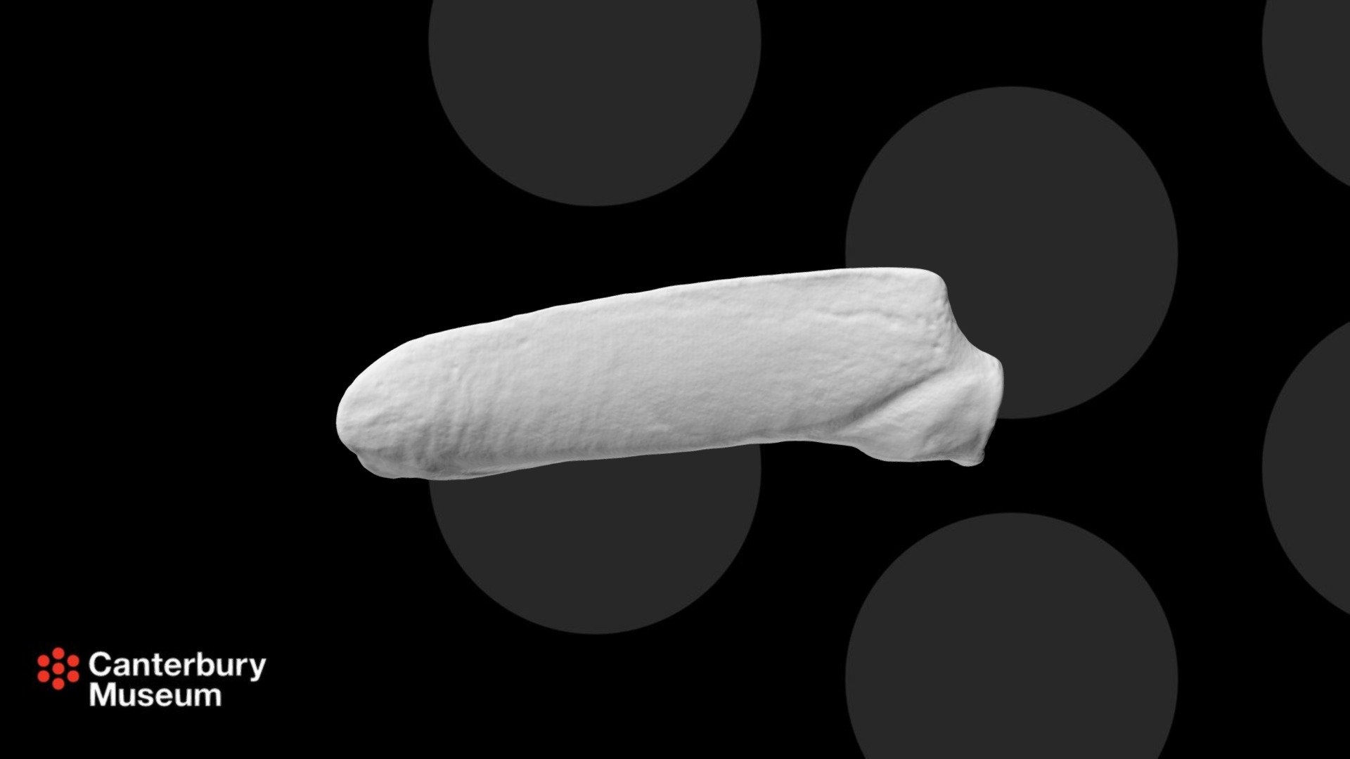 Chinstrap penguin (P. antarctica) right radius - 3D model by Canterbury ...