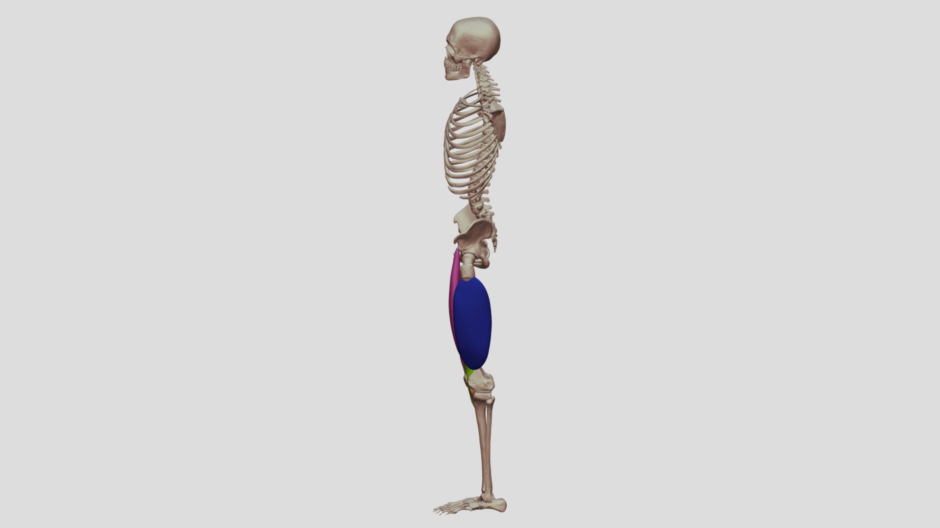Quads 3d Model By Digital Ecorche Massing Models Ringling2019