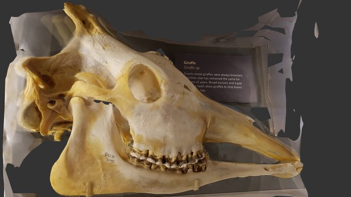 Giraffes 3D models - Sketchfab