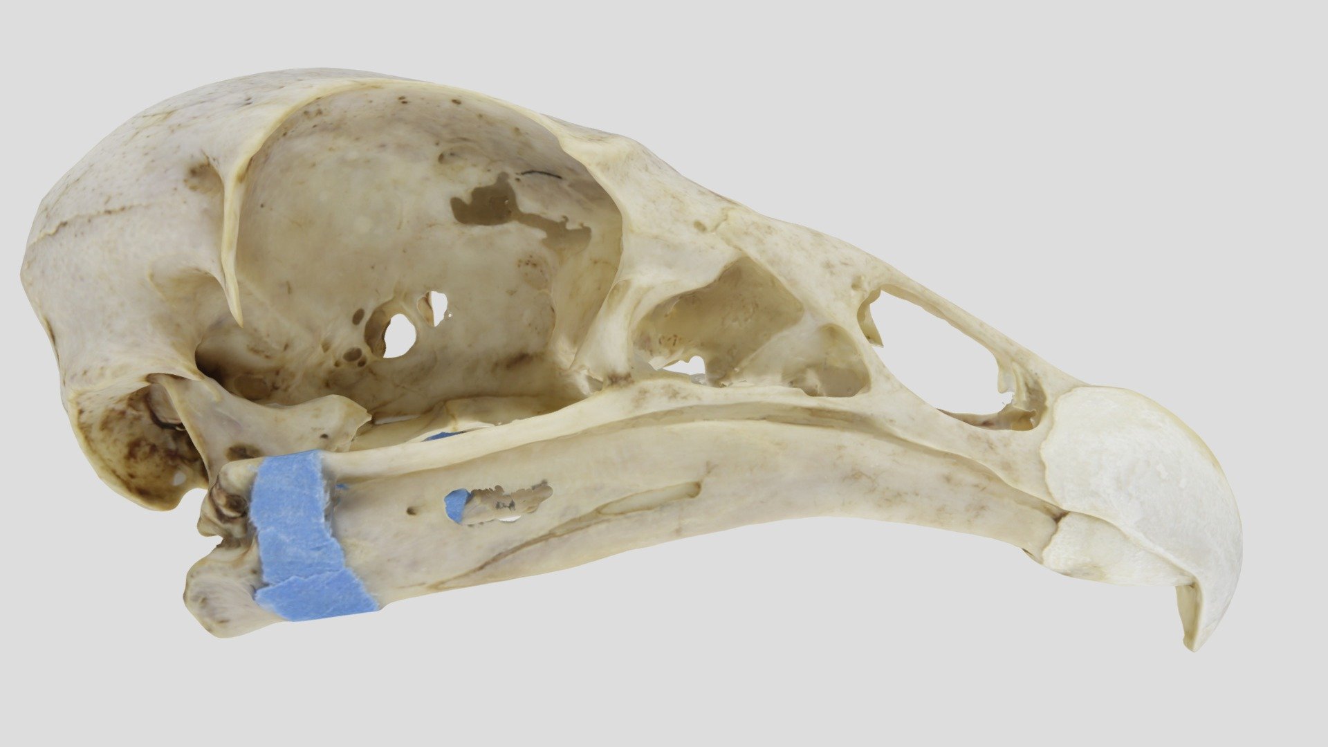 UWYMV:Bird:4108, C. aura meridionalis, Skull - Download Free 3D model ...