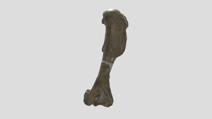 Humerus 3D models - Sketchfab