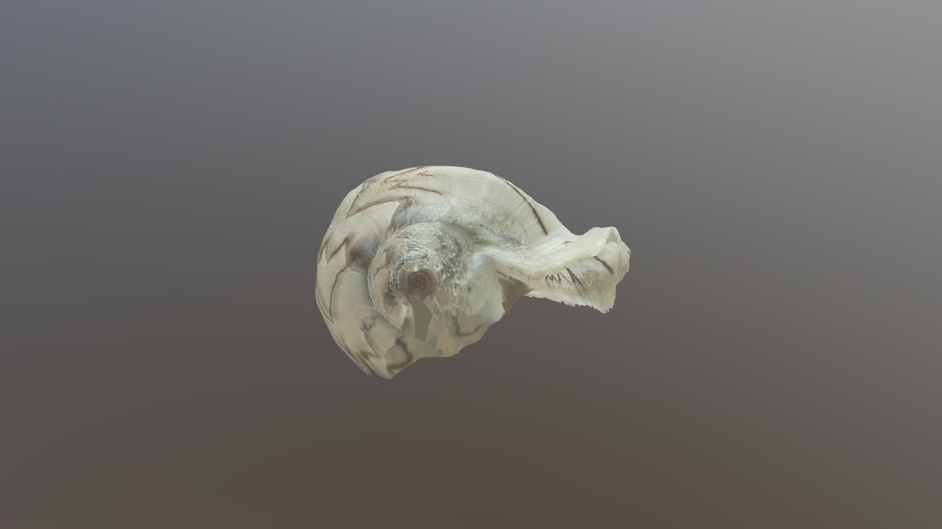 shell 3d ver2 (studentHW) - 3D model by DUNEBAA [30f2b93] - Sketchfab