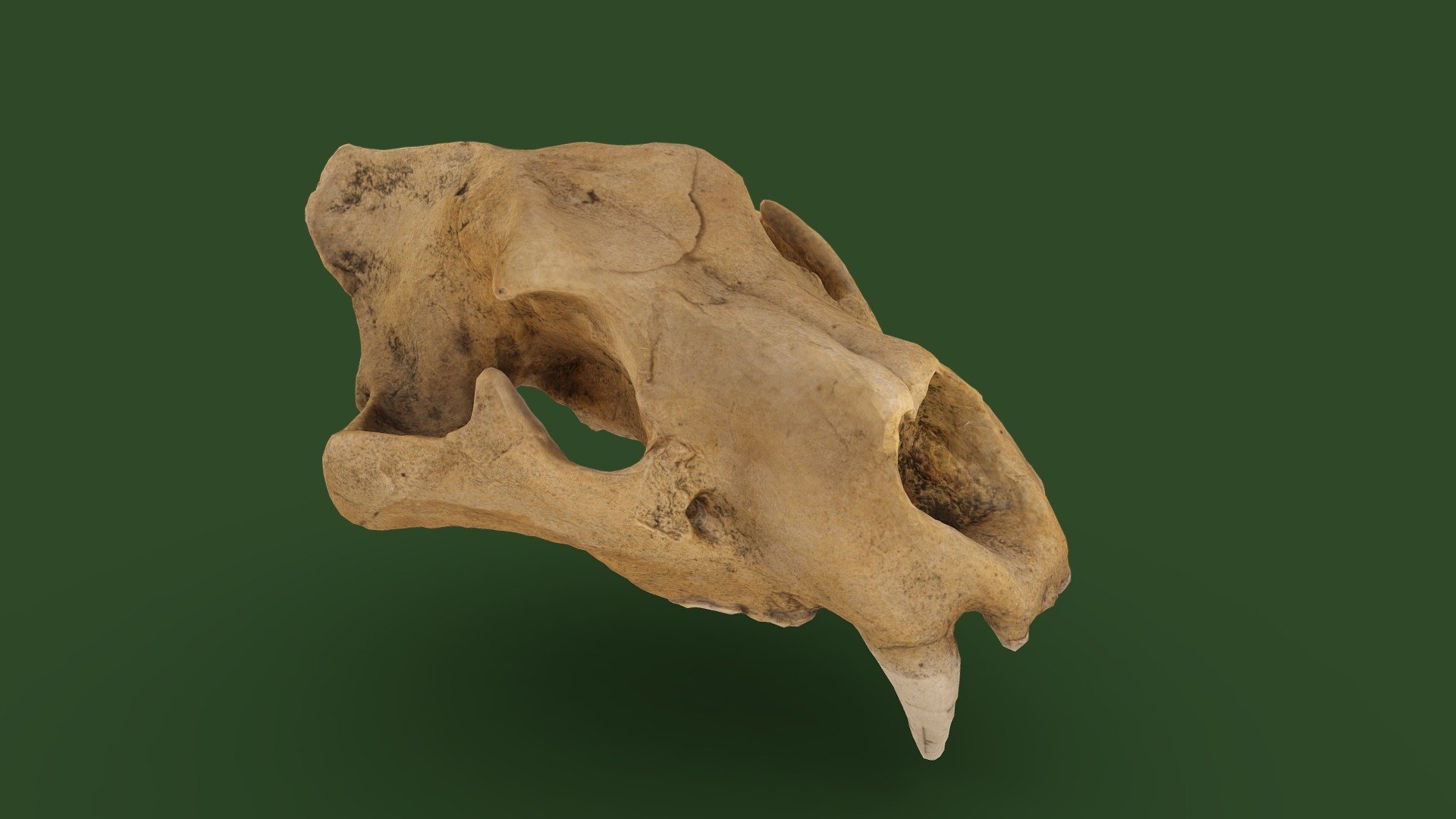 Crâne de lion des Cavernes, Grottes d'Azé, 71 - 3D model by Grottes d ...