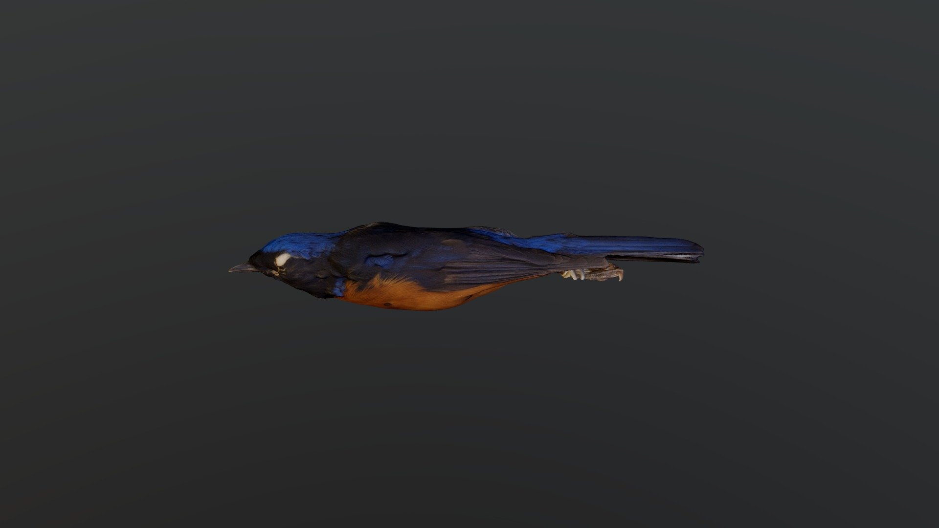 Rufous-bellied Niltava - Niltava sundara - Download Free 3D model by ...