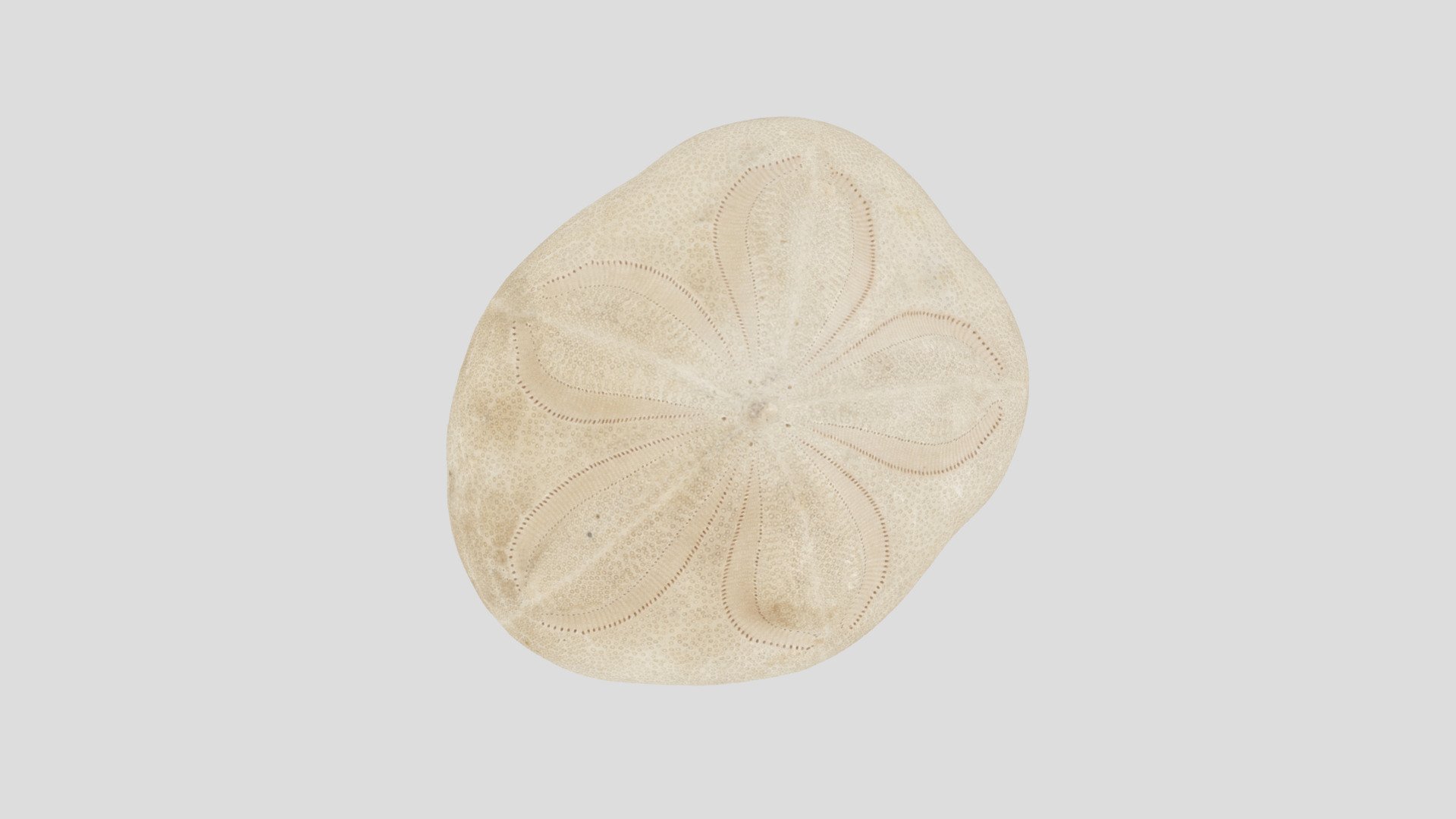 Clypeaster rosaceus - 3D model by SMA-UniGe [3107634] - Sketchfab