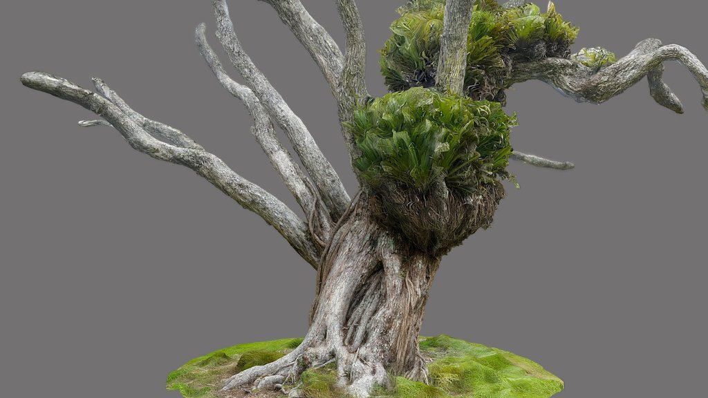 Trees - A 3D model collection by b_nealie - Sketchfab