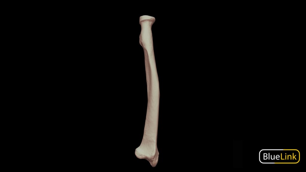 Arm bones - A 3D model collection by SoPRObRO - Sketchfab