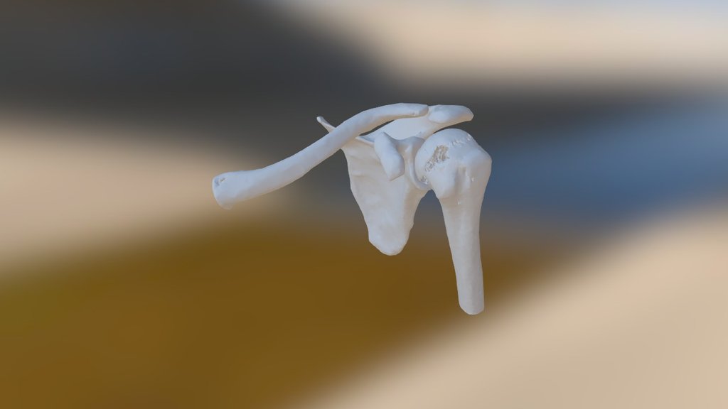 Shoulder - sku354 - 3D model by orto3d [3111998] - Sketchfab