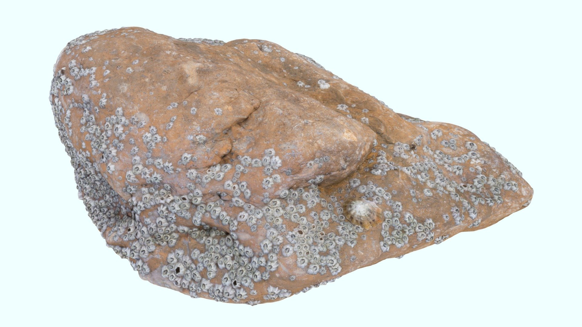 Calcaire argileux encroûté par des patelles - Download Free 3D model by ...