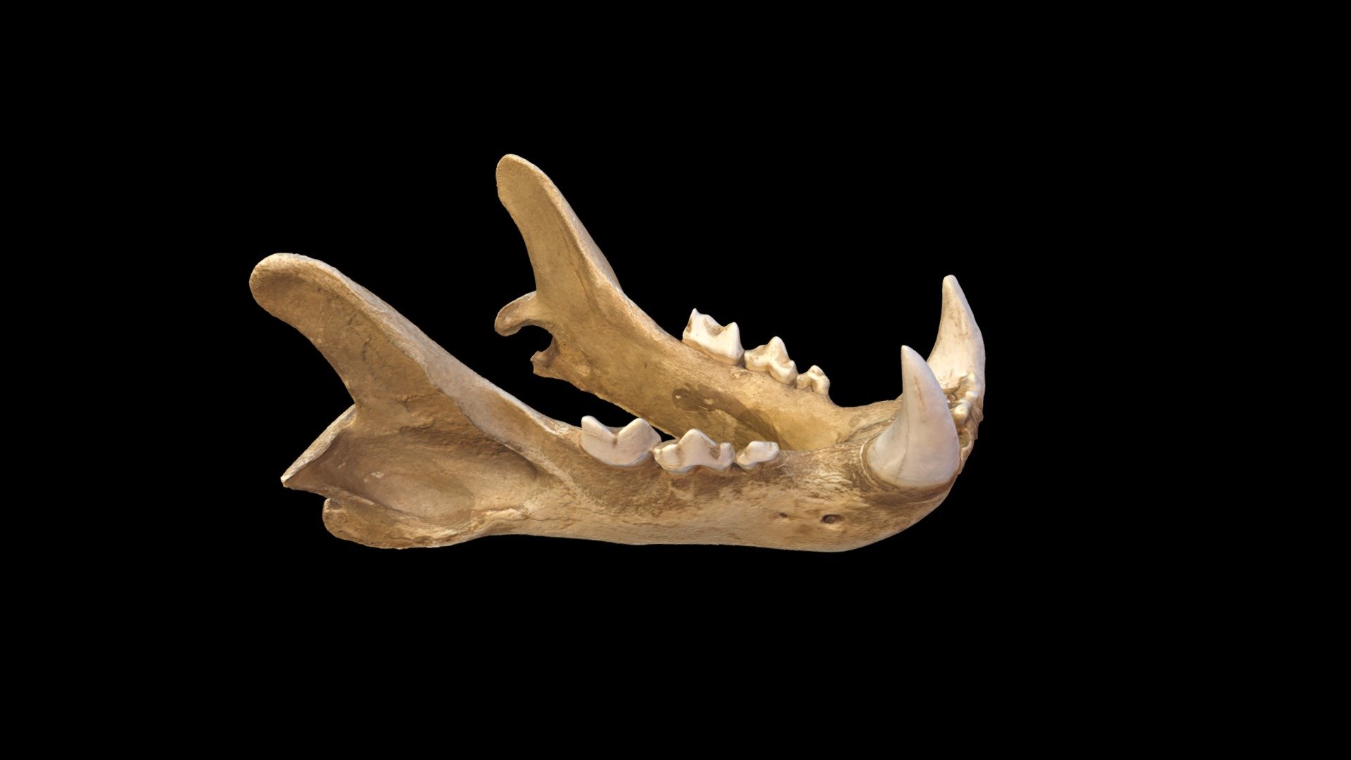 Mandibule de Tigre (Panthera tigris) - Download Free 3D model by ...