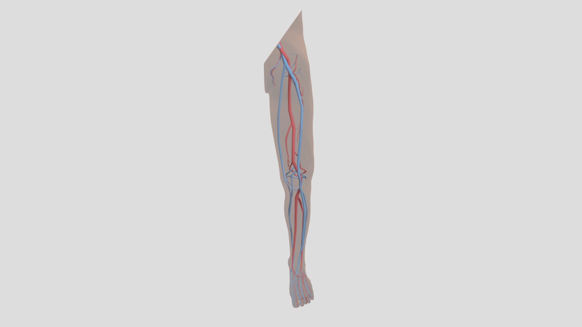 Leg_Circulatory - 3D model by foxphoto01 [311d2a3] - Sketchfab