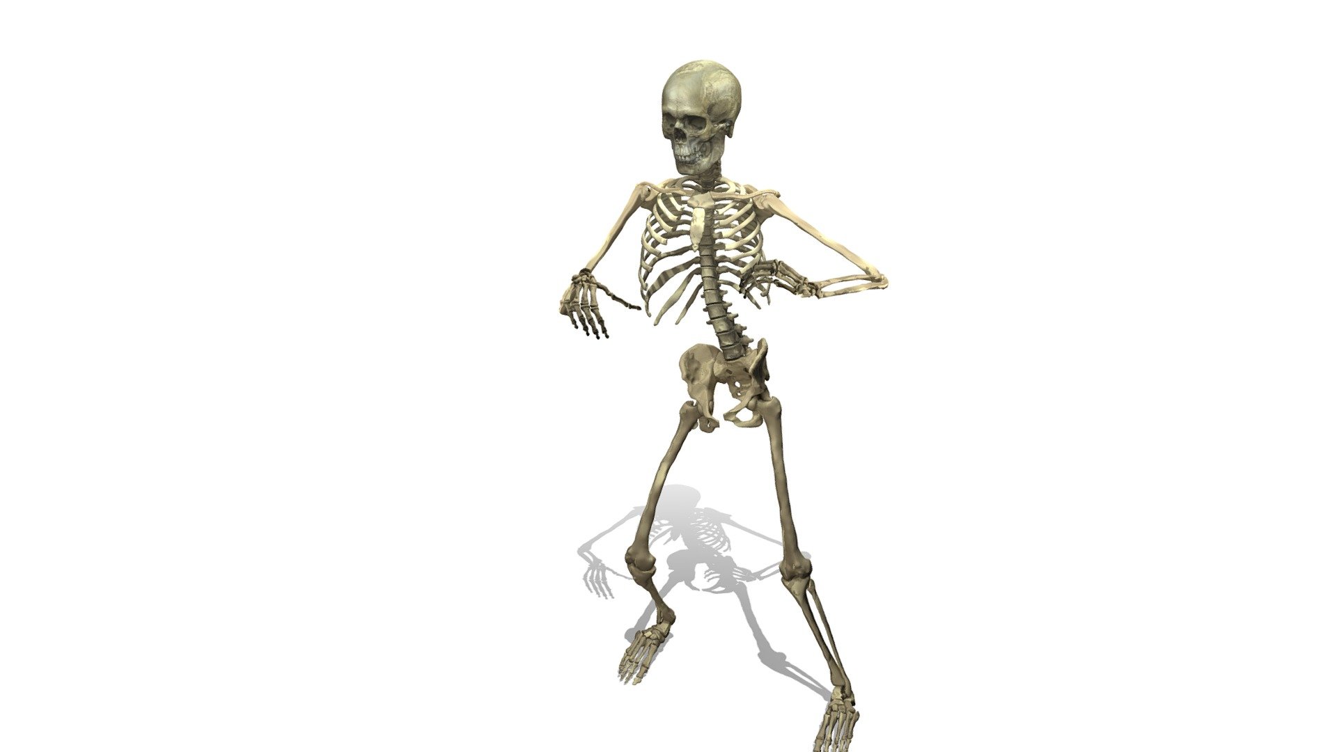 SKELETON - rigged and animated model - Buy Royalty Free 3D model by ...