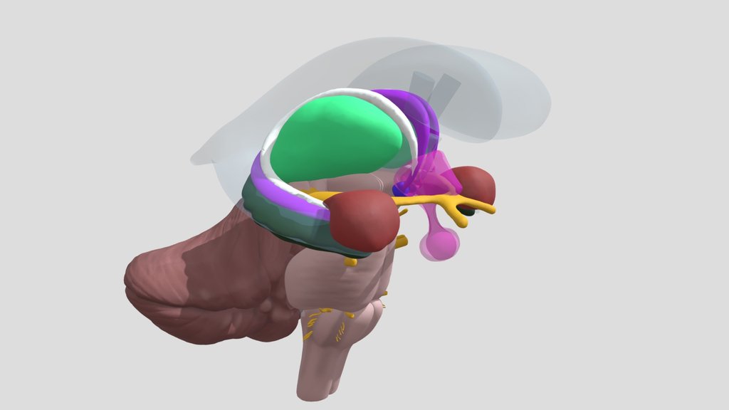 Graduate Neuroanatomy - A 3D model collection by Living Anatomy ...