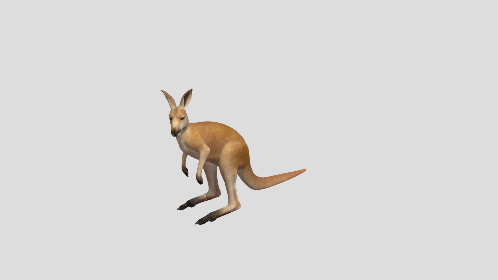 Kangaroo - Download Free 3D model by rinaskylark [31236db] - Sketchfab