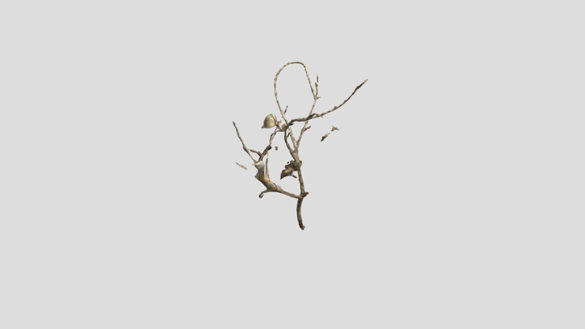 Dead 'Ohi'a Branch Without Leaves - Download Free 3D model by ...