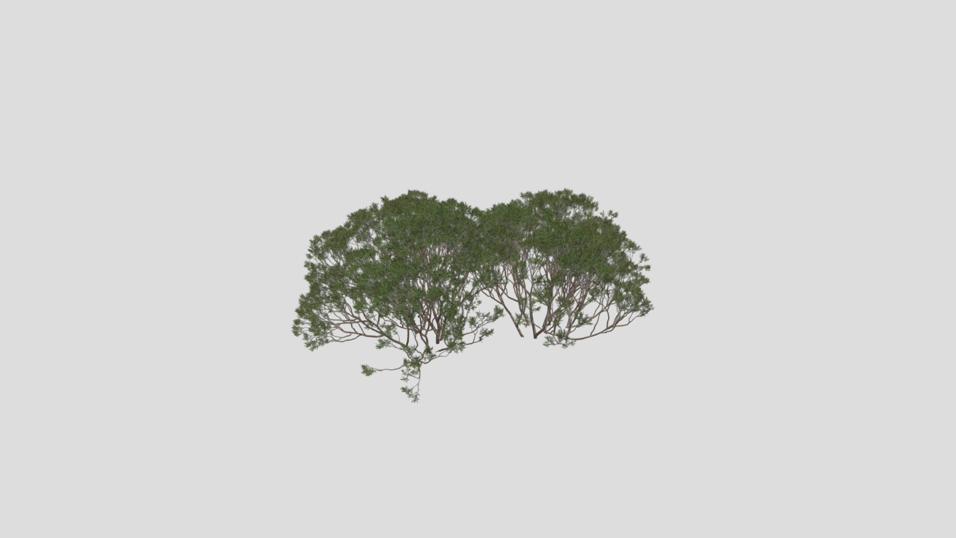 Eucalyptus 42 AM238 Archmodel - Buy Royalty Free 3D model by Evermotion ...