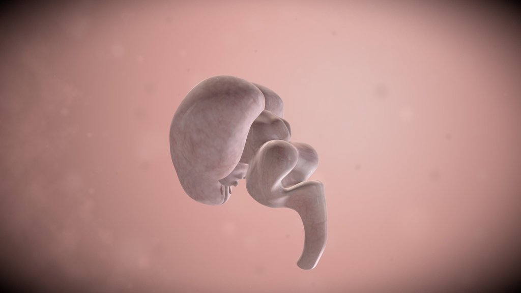 Embryology - A 3D model collection by Z-Anatomy - Sketchfab