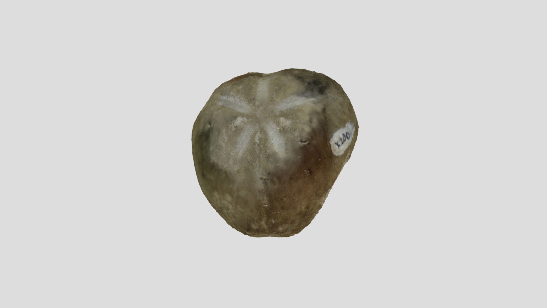 Echinoid - 3D model by Department of Earth Sciences, UCL (@es-ucl ...