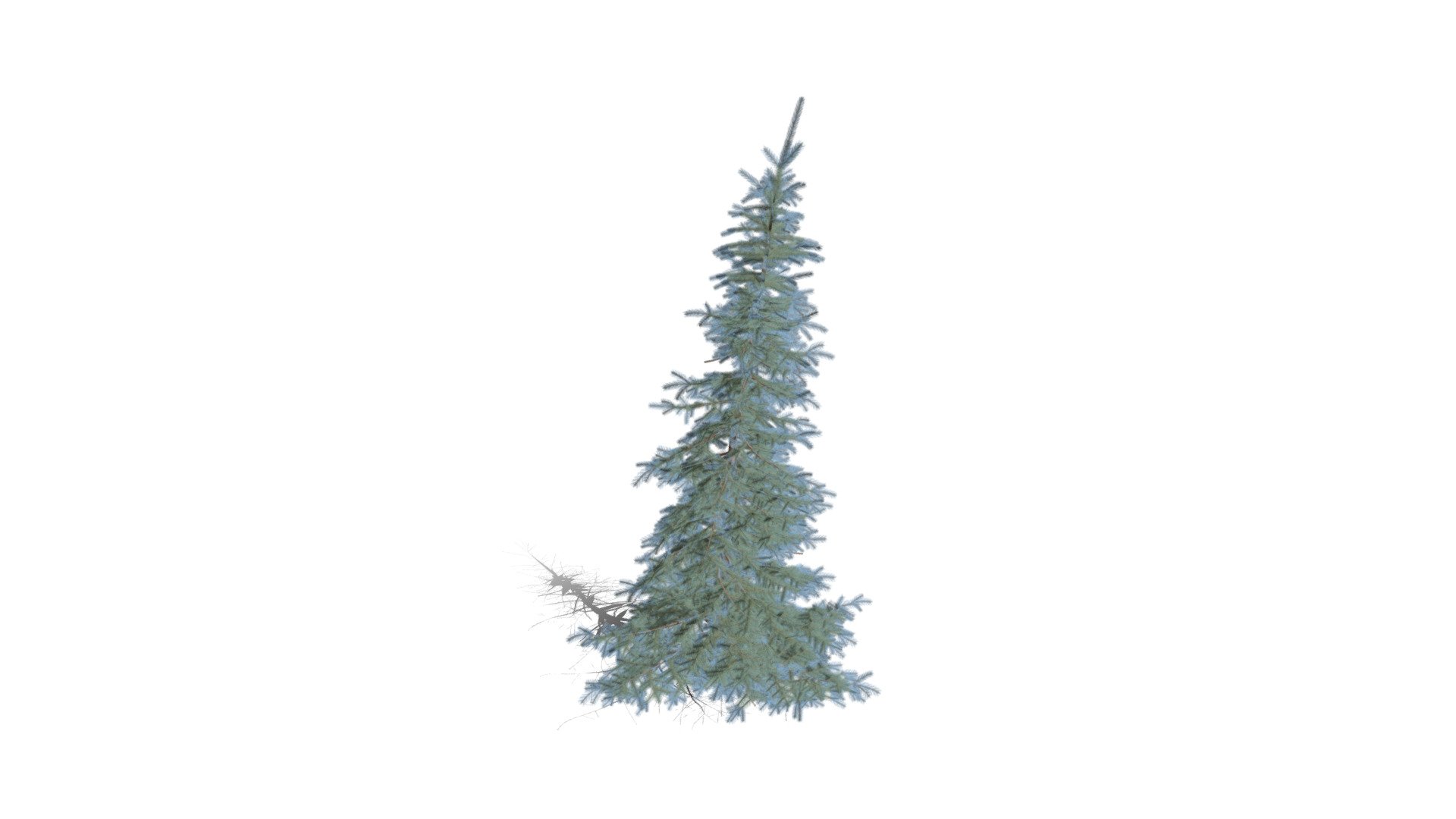 Realistic HD Colorado Blue spruce Koster (27/43) - Download Free 3D ...