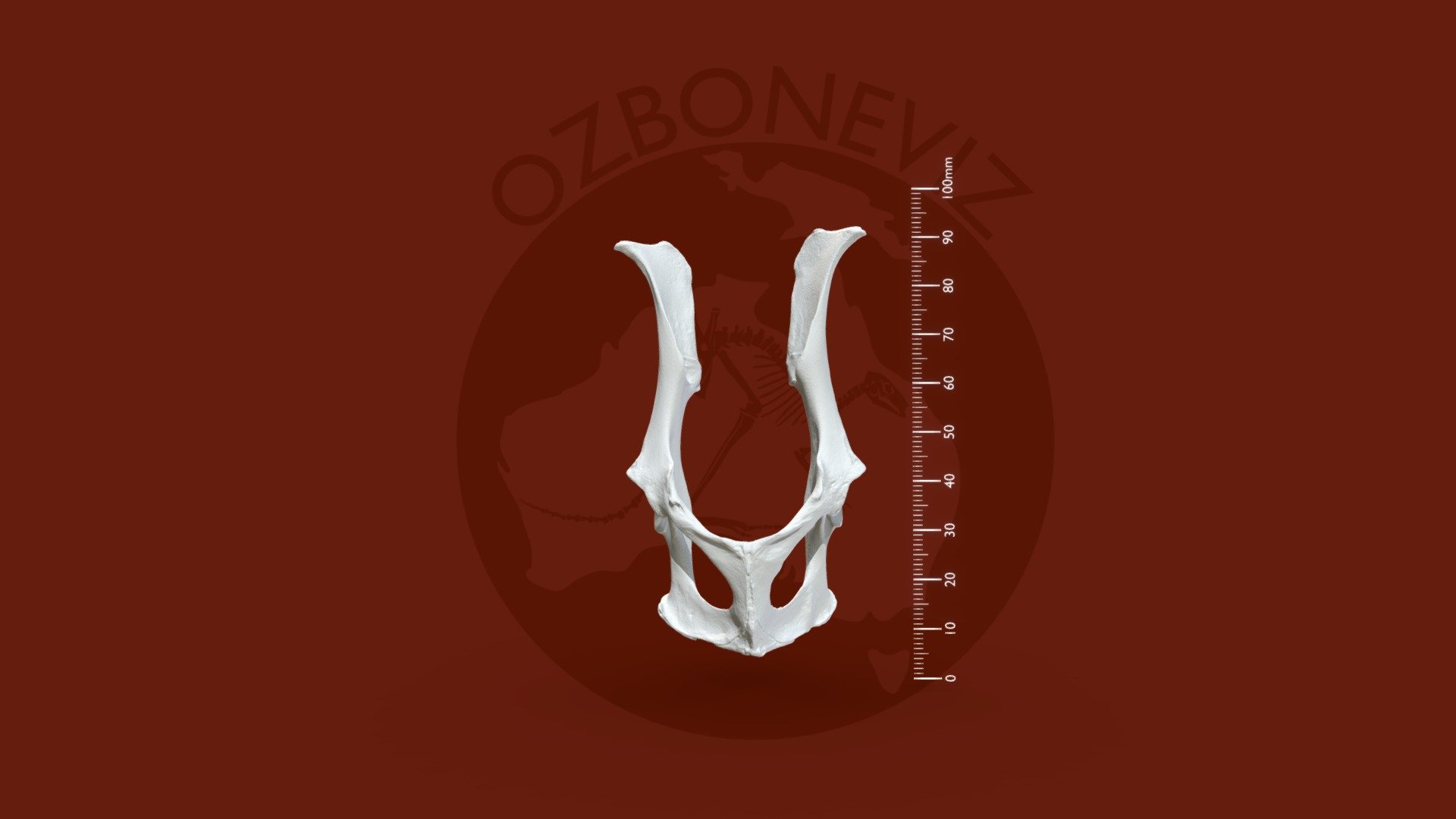 Common brushtail possum pelvis - 3D model by Ozboneviz [3130a9d ...