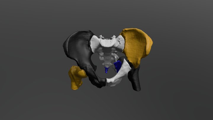 Iliac 3D models - Sketchfab