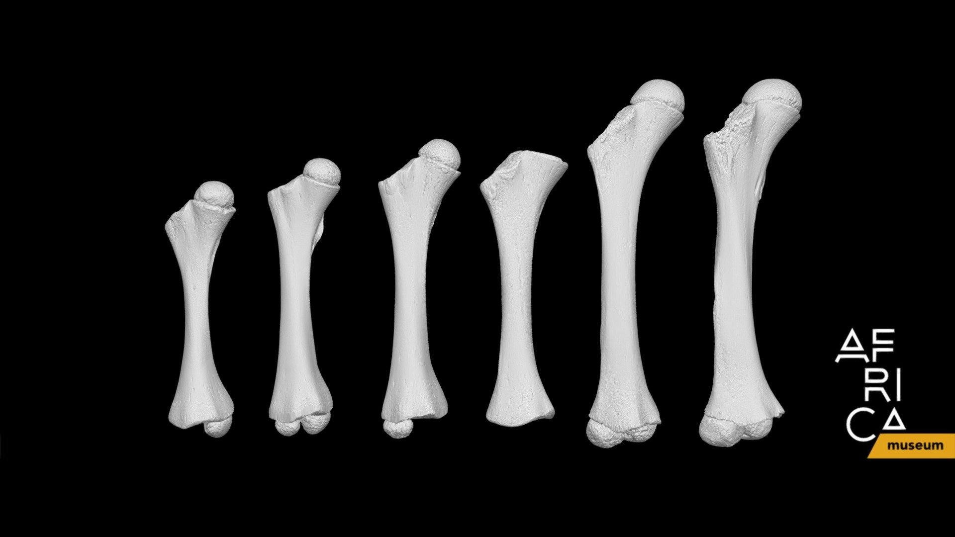 Femur of juvenile elephants - 3D model by Royal Museum for Central ...