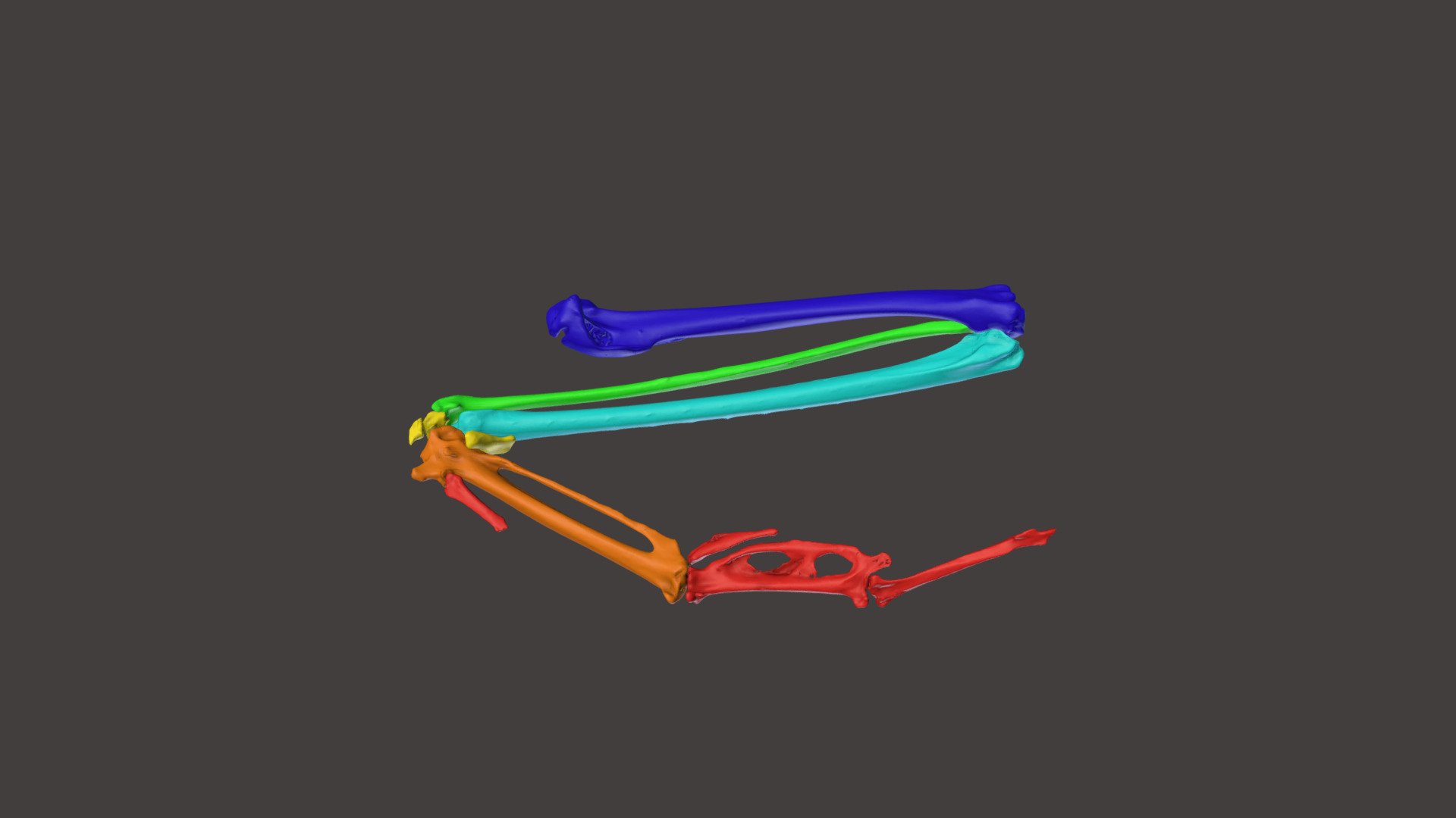Black Skimmer Wing Skeleton - 3D model by Blackburn Lab (@ufherps ...