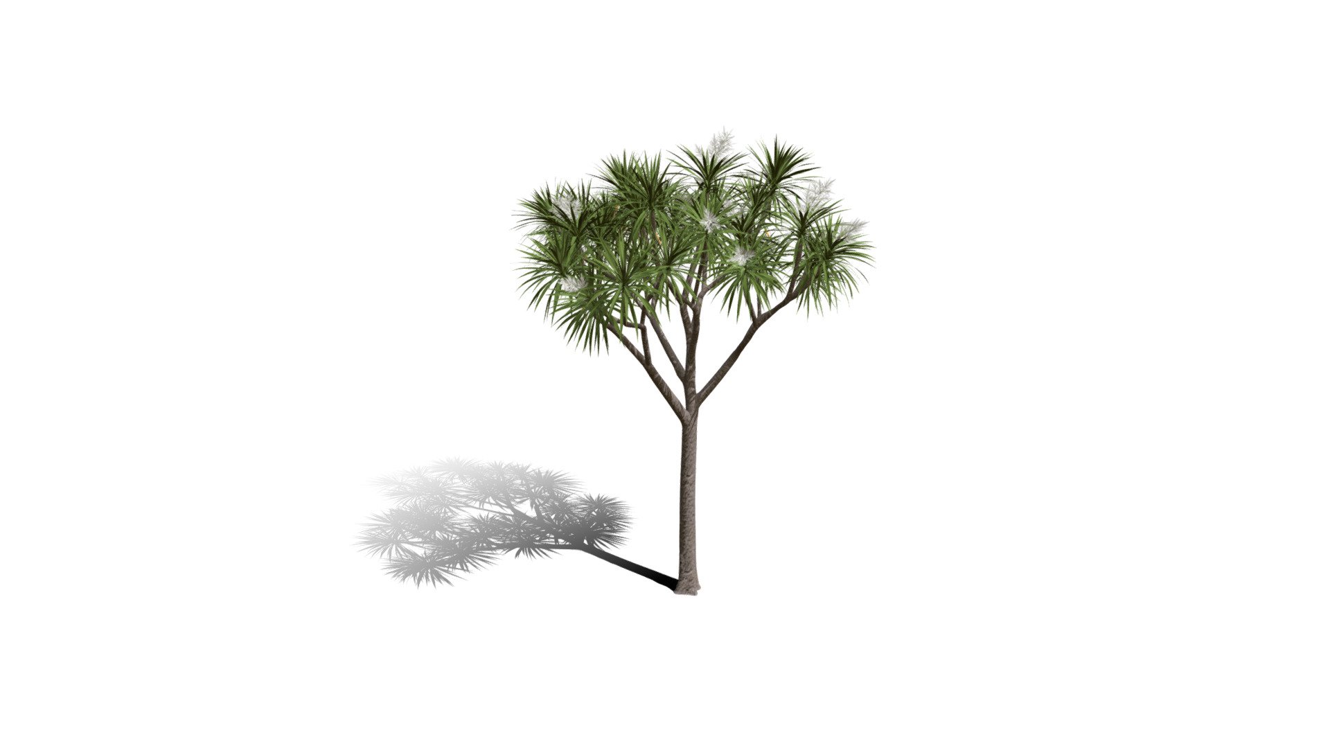 Realistic HD Cabbage tree (14/50) - Buy Royalty Free 3D model by ...